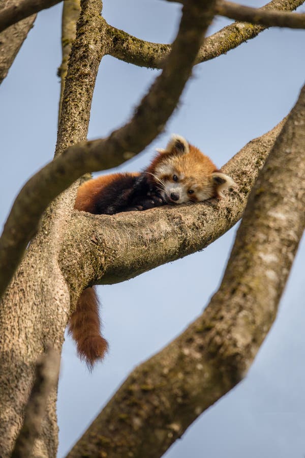 Red Panda Resting on Branch in Front of Blue Sky Stock Image - Image of ...