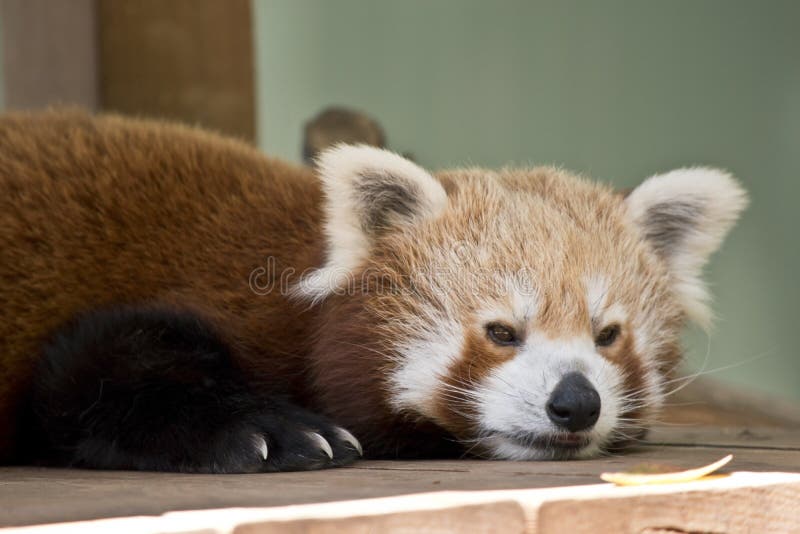 The Red Panda is Resting on a Platform Stock Image - Image of panda ...