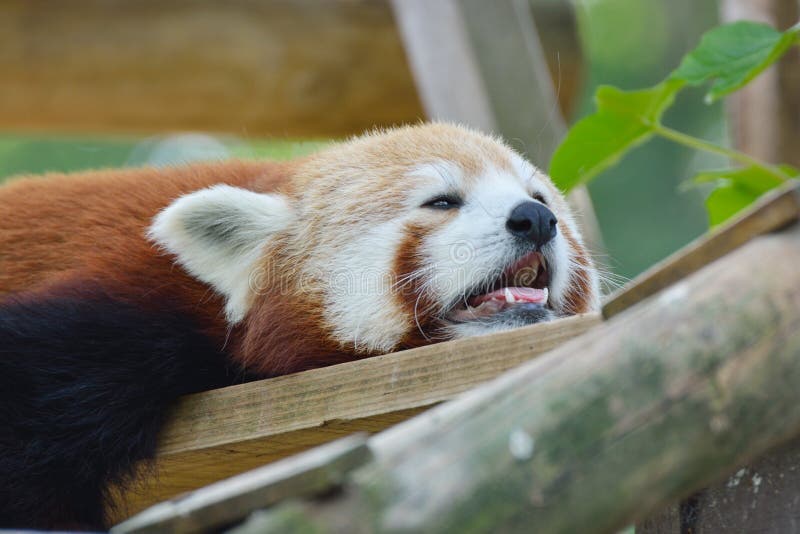Red panda resting stock image. Image of wildlife, chinese - 32324005
