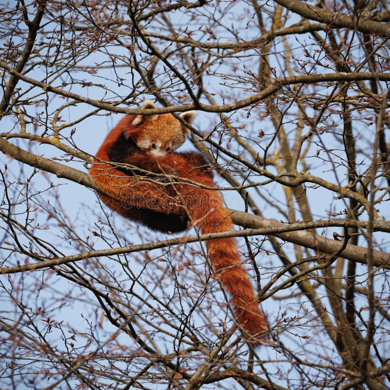 Red Panda Resting on Tree Branches Stock Photo - Image of wildlife ...
