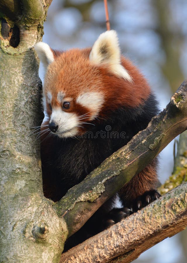 A Red Panda Resting on a Tree Stock Photo - Image of creature, asia ...