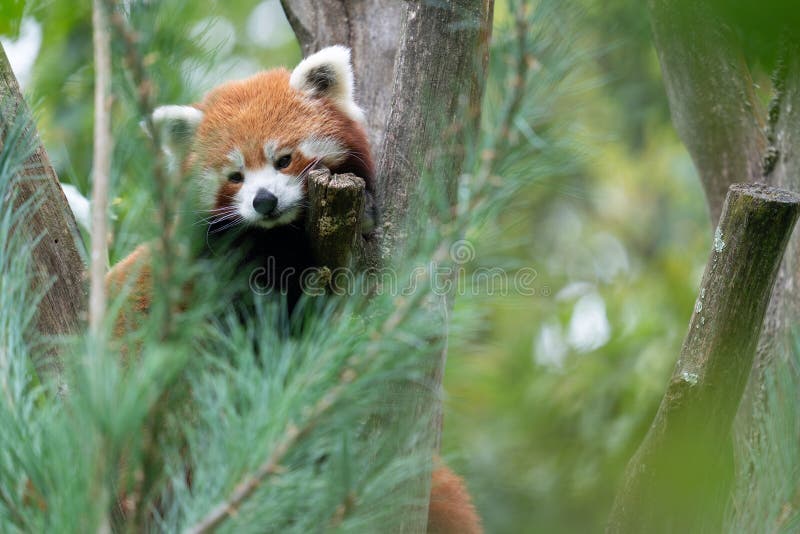 Red Panda Resting on a Tree in a Forest. Stock Photo - Image of ...