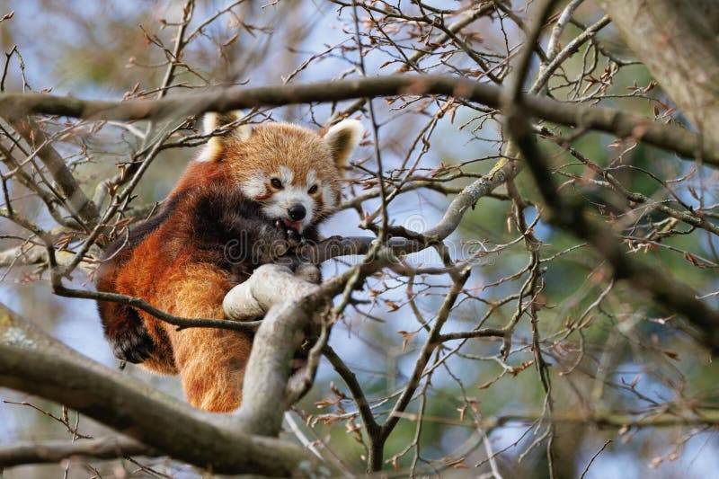 Red Panda Resting in a Tree. Stock Image - Image of branch, climbing ...
