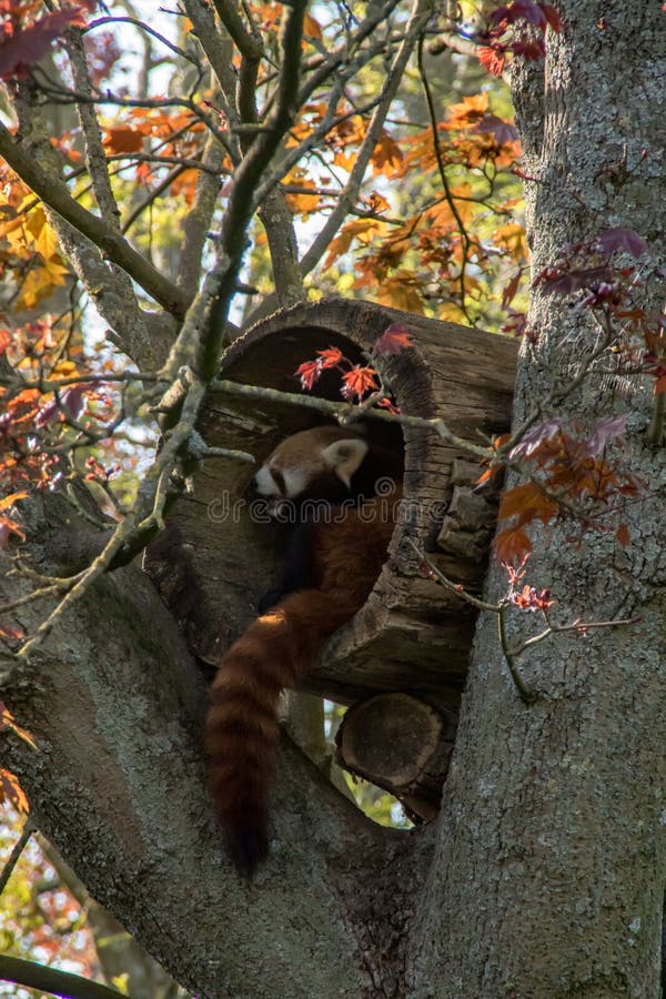 Red panda stock image. Image of wildlife, safe, eating - 261378627