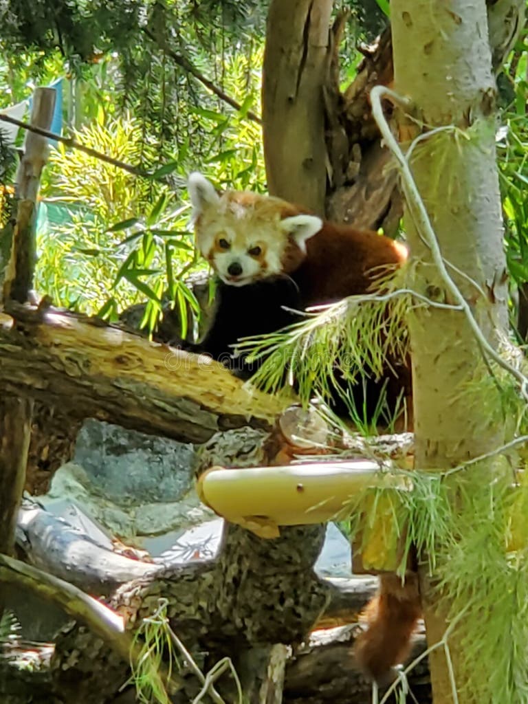 Sacramento Zoo Red Panda Stock Photos - Free & Royalty-Free Stock ...