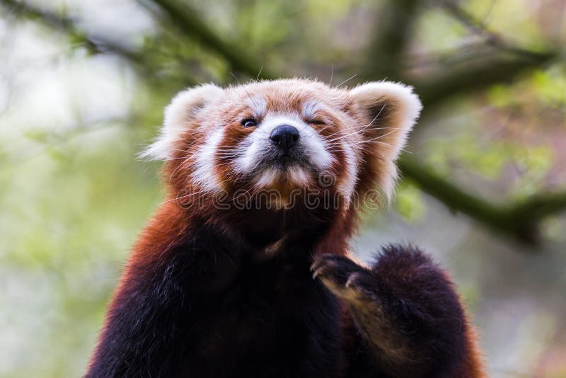 Red Panda scratching stock image. Image of nose, daytime - 178284887