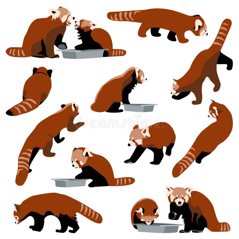 Red Panda Set Collection of Bearcats in Different Poses Eat, Walk, Sit ...