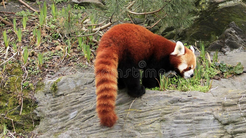 Red panda stock photo. Image of forest, wildlife, bamboo - 49920816