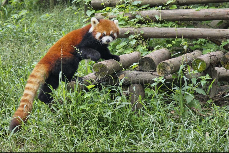 Red Panda in Sichuan, China Stock Image - Image of racoon, panda: 42680879