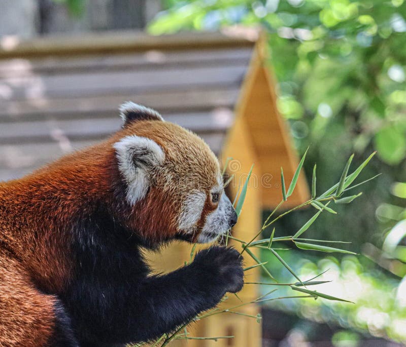Red Panda side portrait stock image. Image of wildlife - 274370899