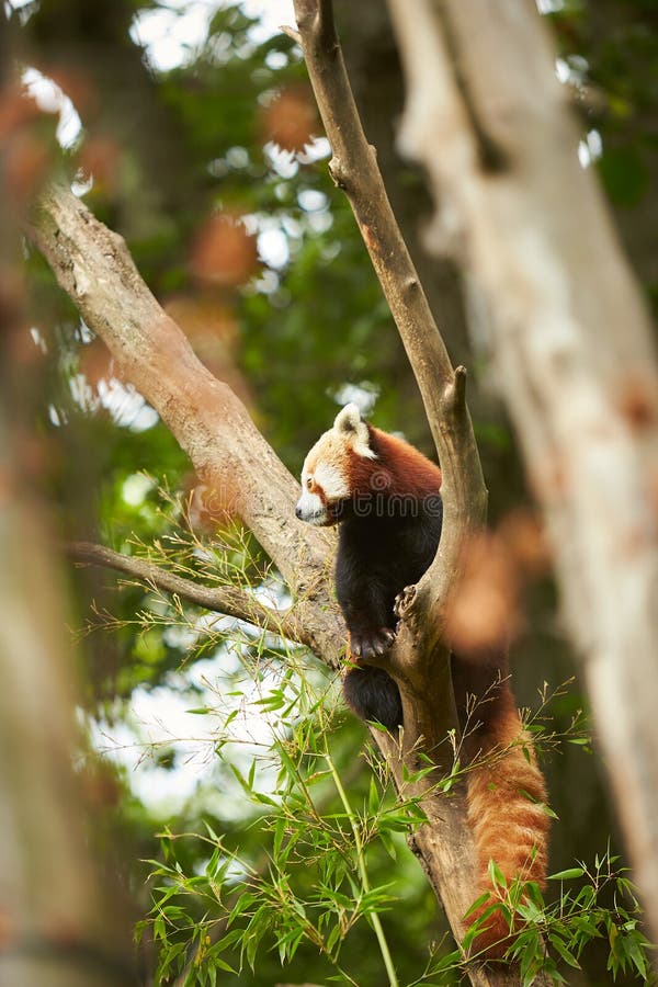 Red Panda Sit on a Branch Tree and Looking Down Stock Photo - Image of ...