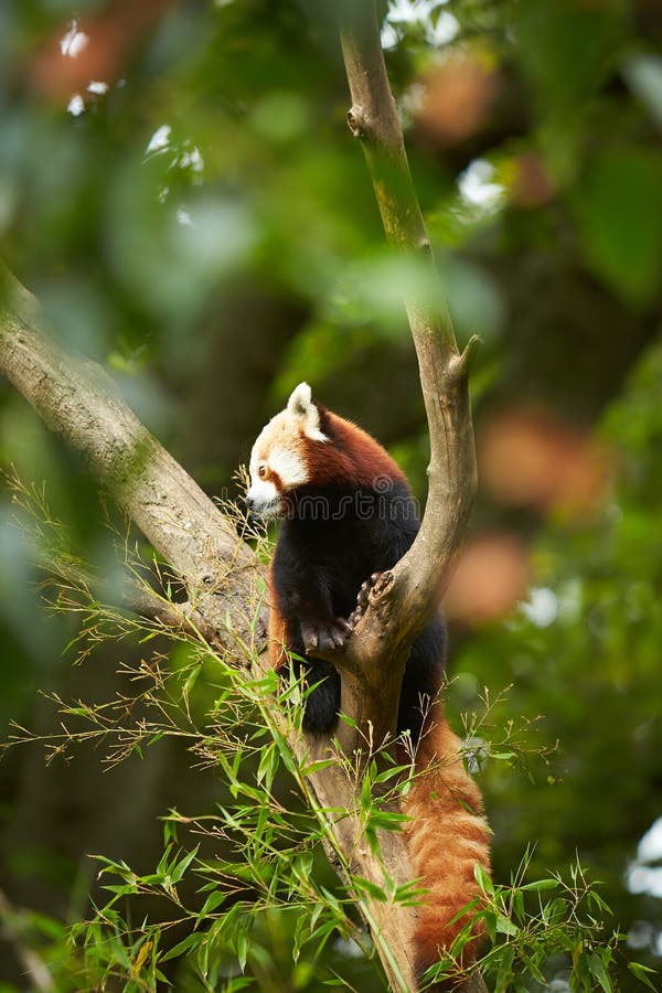 Red Panda Sit on a Branch Tree and Looking Down Stock Photo - Image of ...