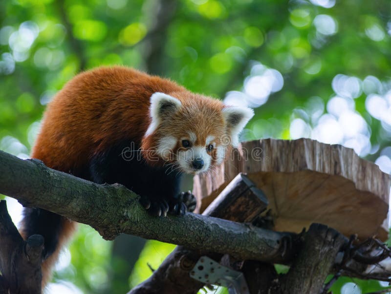 Red Panda Sits on Tree and Looks Down Stock Image - Image of herbivore ...