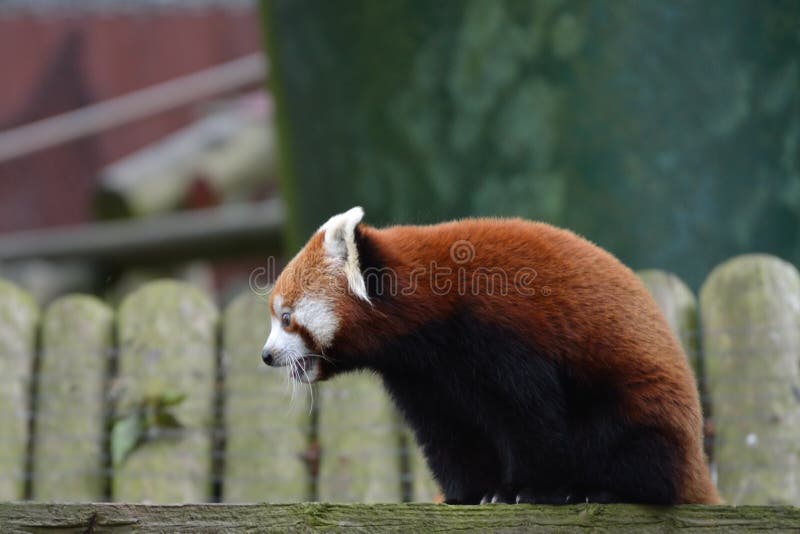 Red panda sitting stock photo. Image of wildlife, asian - 27032926
