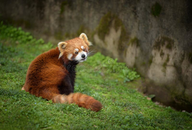 Red Panda Sitting