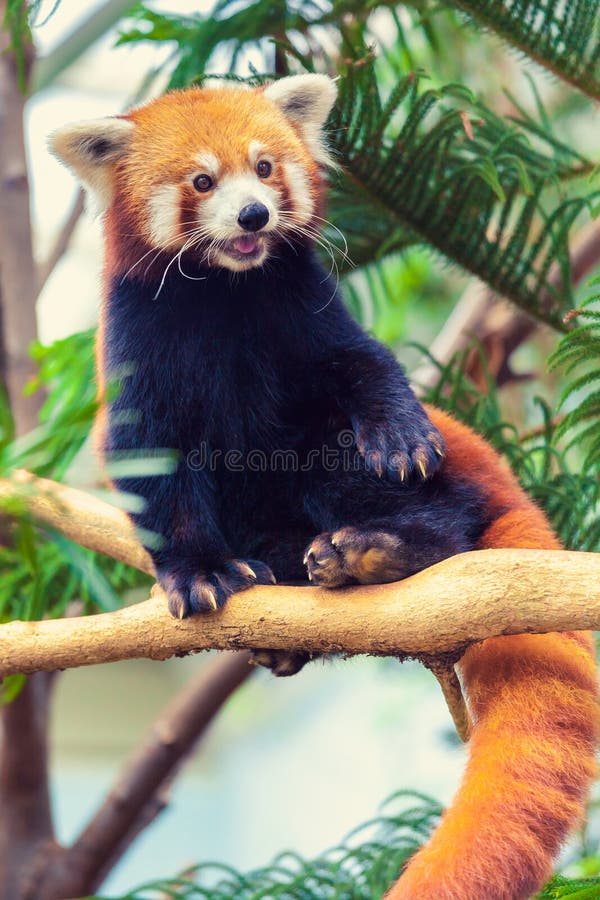 Baby red panda stock photo. Image of cute, tree, panda - 16692404