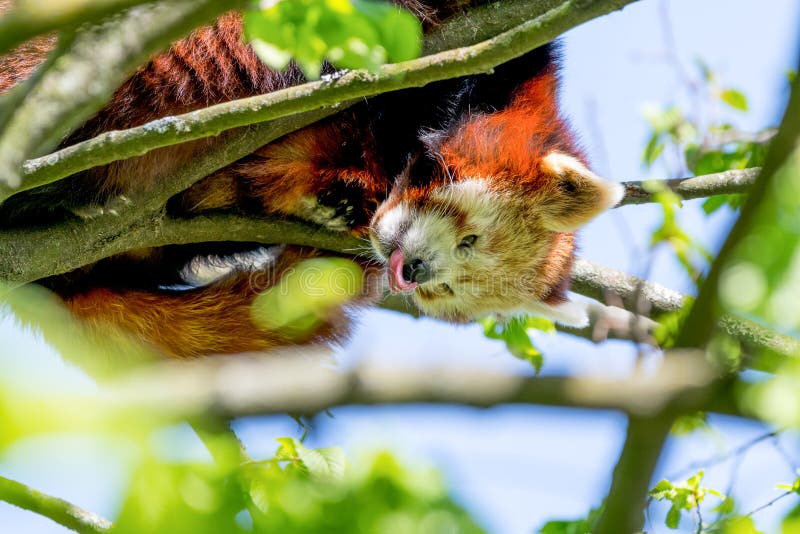 Red Panda Sitting High Up in a Tree Stock Photo - Image of panda ...