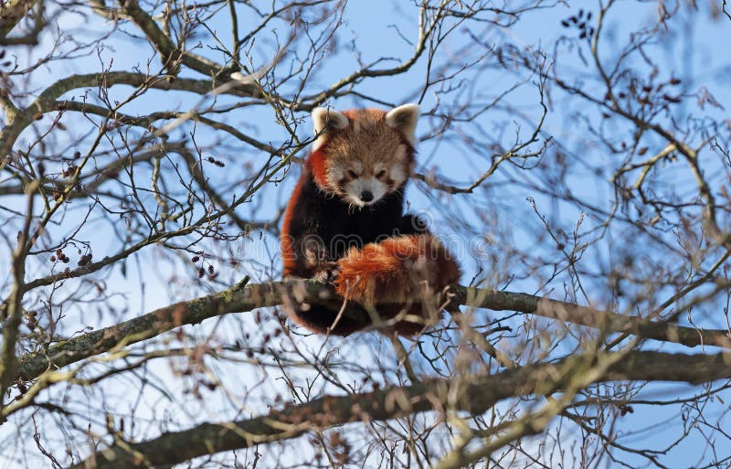 Red Panda Sitting High Up in a Tree Stock Photo - Image of lesser, bear ...