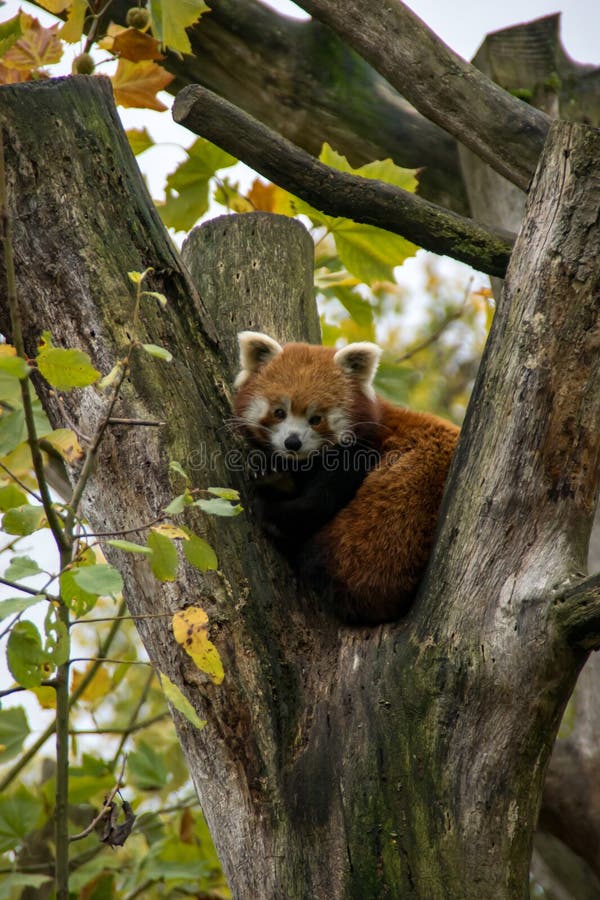 Red panda stock photo. Image of whitelined, panda, reddishbrown - 382951798