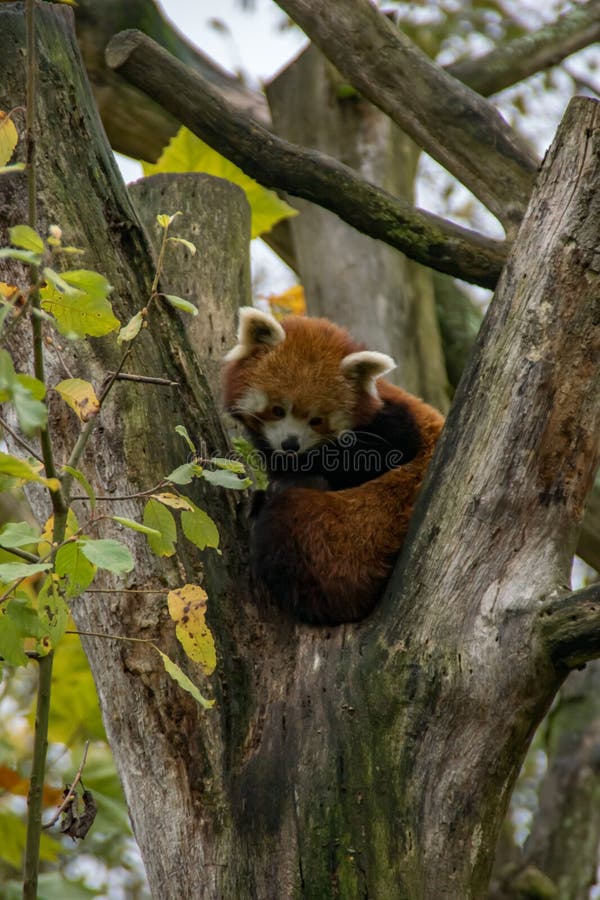 Red panda stock image. Image of eating, lesser, ears - 382951827