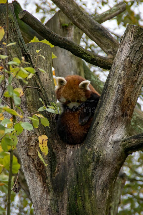 Red panda stock photo. Image of whitelined, asia, lesser - 382951832