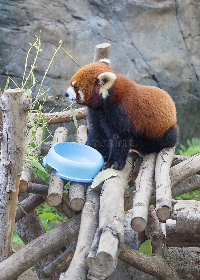 Red Panda Sitting on the Tree Stock Photo - Image of fulgens ...