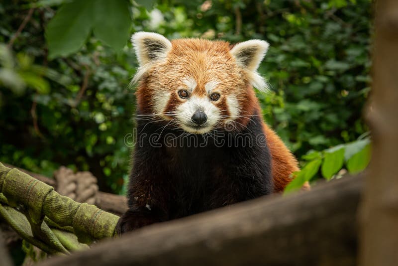 A Red Panda Sitting on a Tree Stock Photo - Image of ailuridae, fauna ...