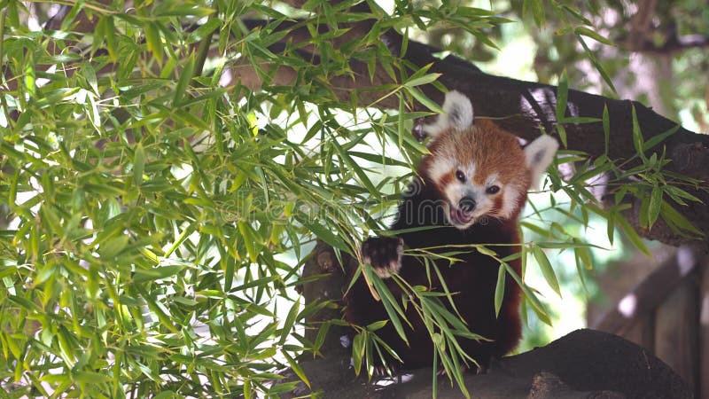 Red Panda Sitting on a Tree and Eating Leaves Stock Footage - Video of ...