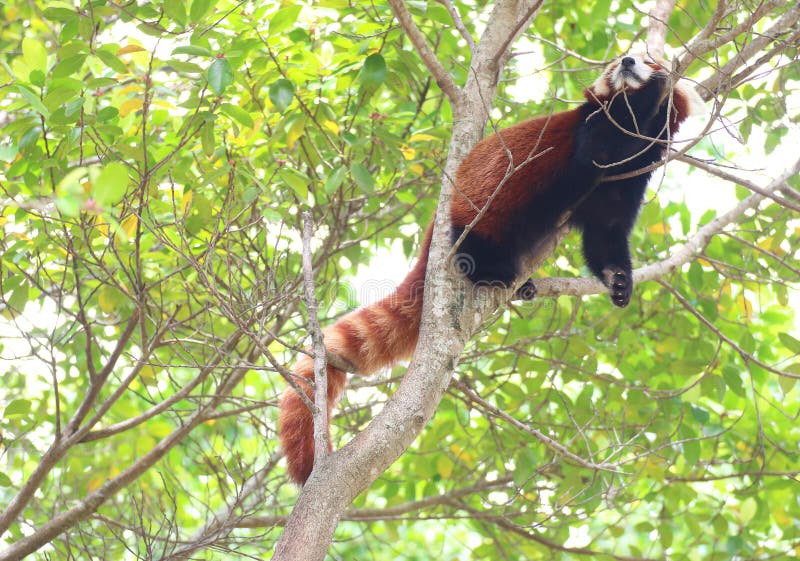 Red panda stock image. Image of sleepy, tired, resting - 90222867