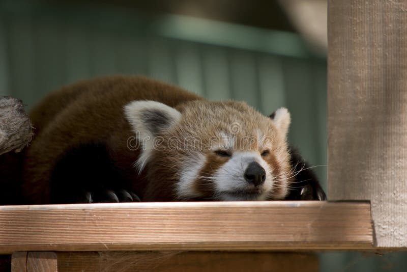 The red panda is sleeping stock image. Image of unique - 162929407