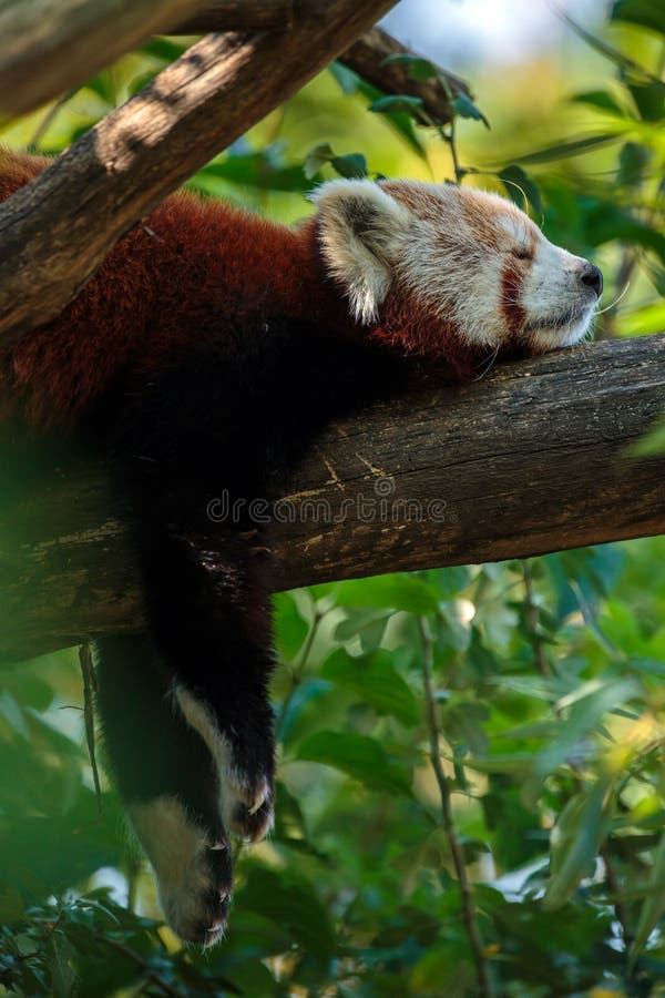 Red panda sleeping stock photo. Image of ailurus, reddish - 85226958