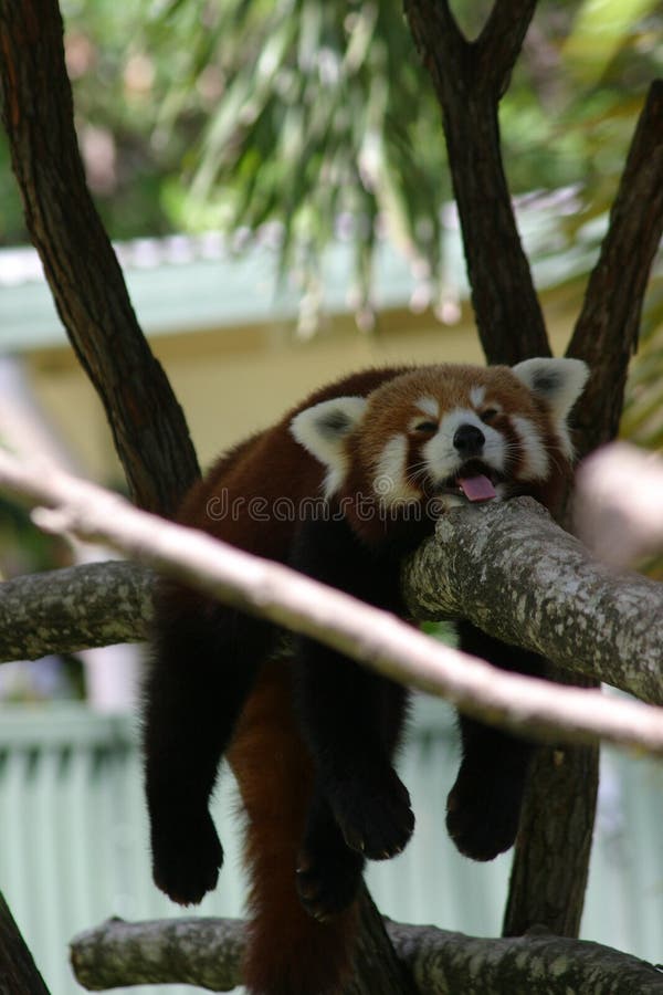 Red Panda Sleeping on a Tree Stock Image - Image of rodent, monkey ...