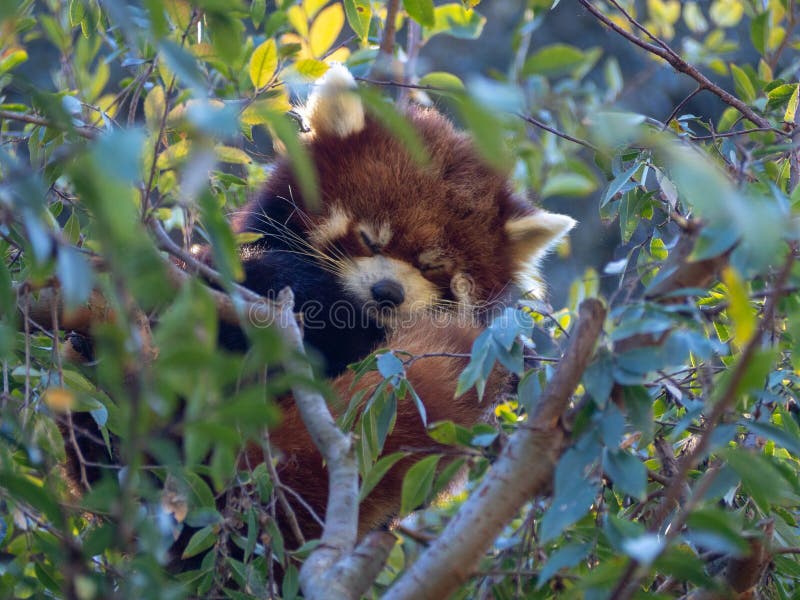 Red Panda Curled Up