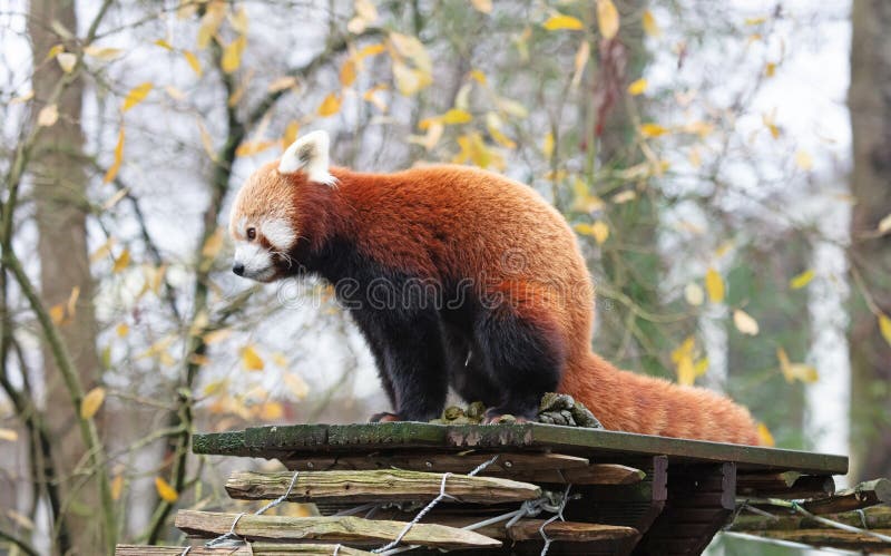 Red panda smelling pooing stock photo. Image of animal - 205707804