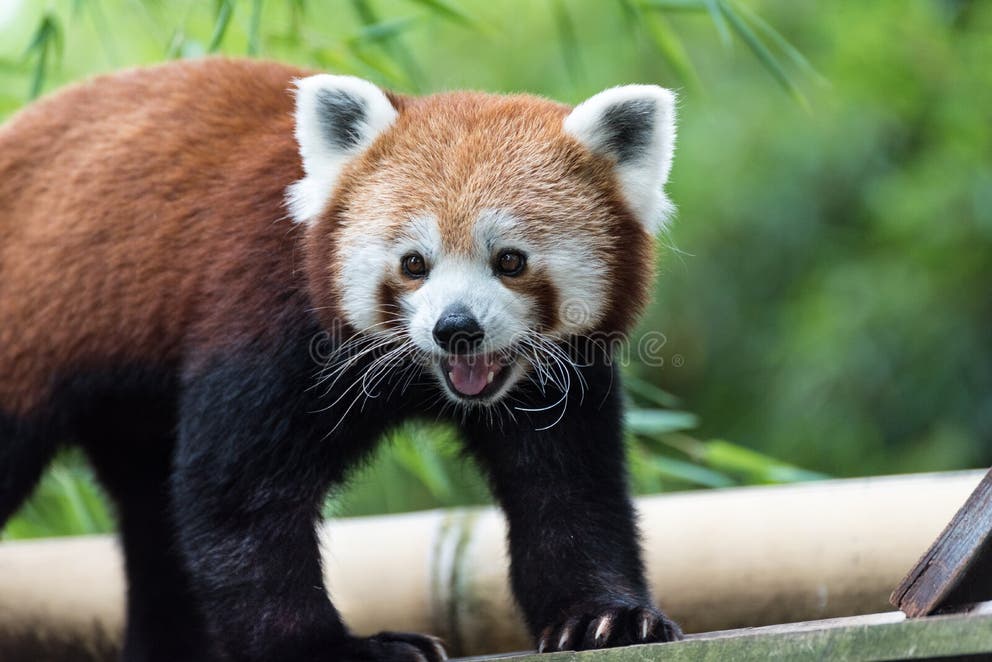 Red Panda Smiling and Looking Happy Stock Image - Image of nature, park ...