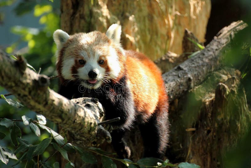 Smiling Red Panda stock photo. Image of soft, panda, close - 916174