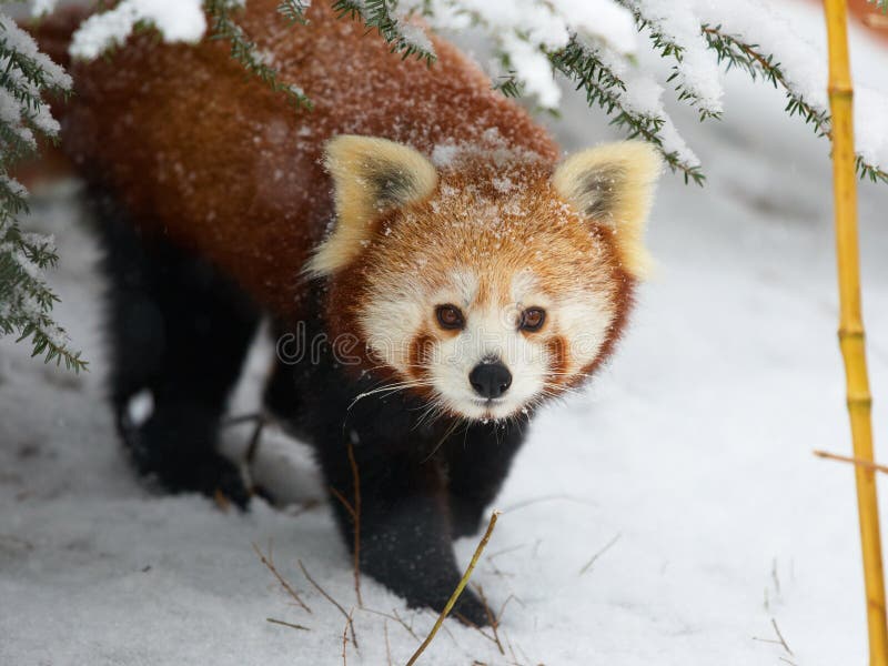 Red Panda in the snow stock image. Image of closeup, mammal - 23177331