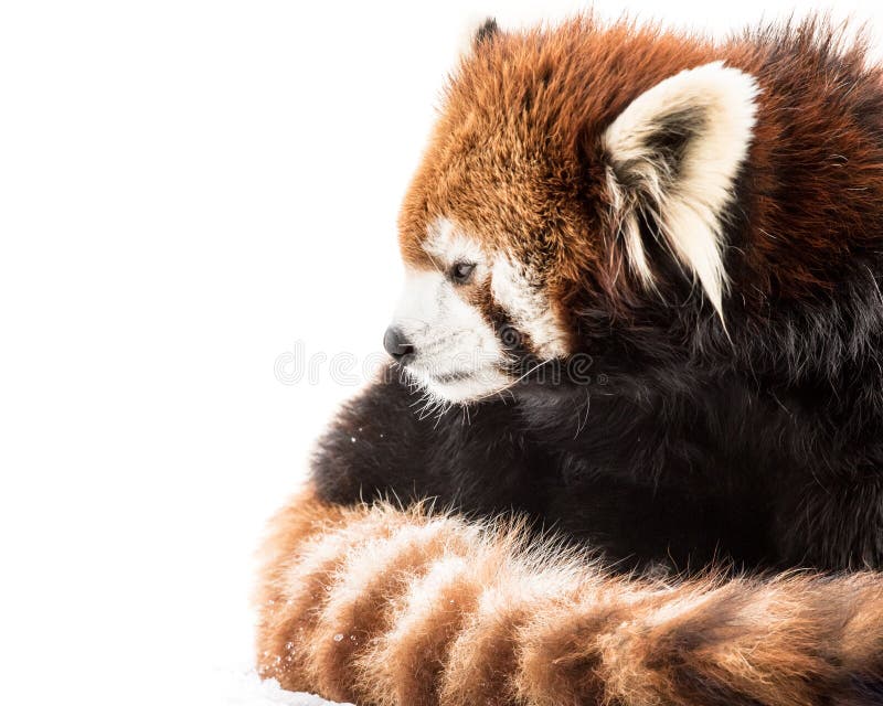 Red Panda in Snow stock image. Image of nature, snow - 87535249
