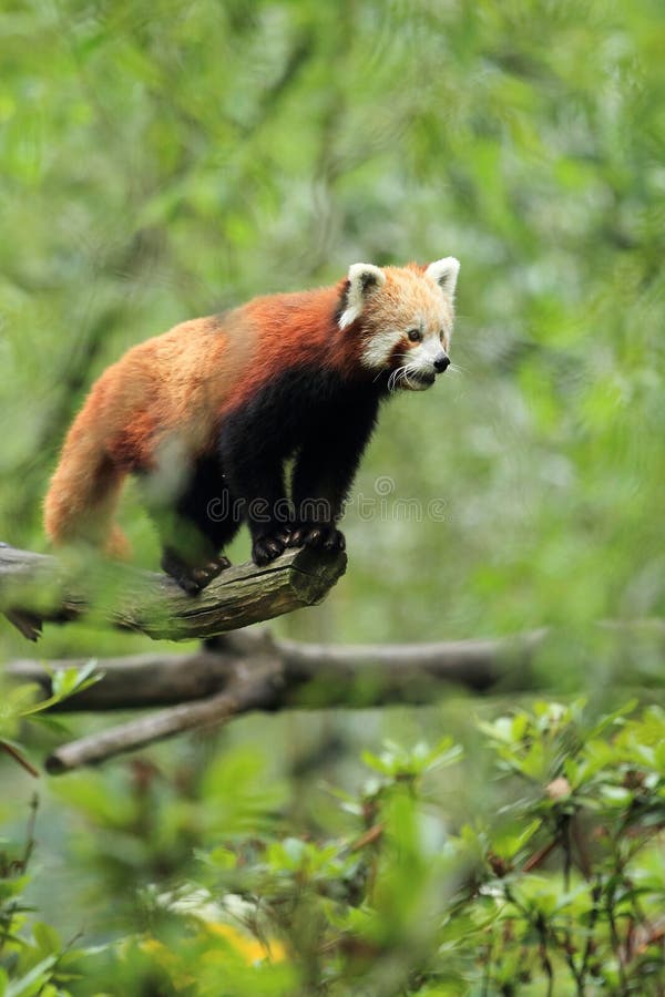 Alpha male wolf stock photo. Image of male, pack, orange - 13671384