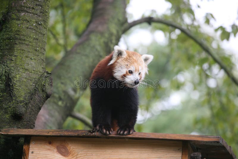 Red panda stock photo. Image of standing, sitting, panda - 82506216