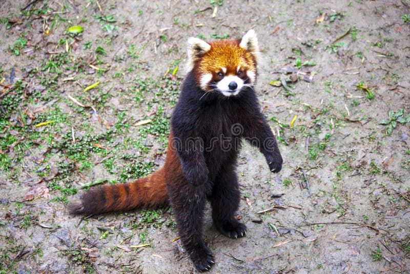 Red Panda. Red Panda Stands on Its Hind Legs.Red Panda Closeup. Stock ...