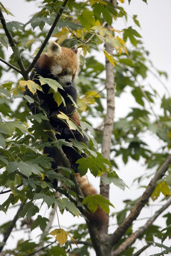 Red Panda in a tree stock image. Image of wild, leaves - 1404877