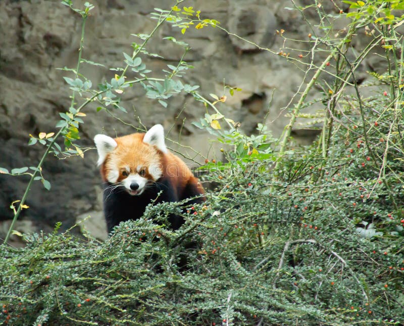 Red panda in tree stock image. Image of cute, lesser - 154867315