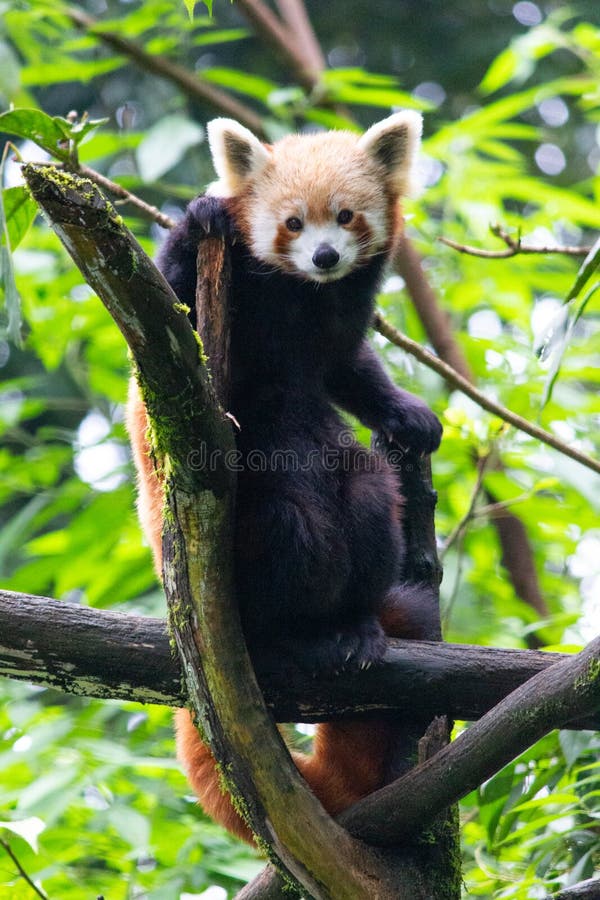 Red panda on a tree. stock image. Image of panda, wildlife - 195612591