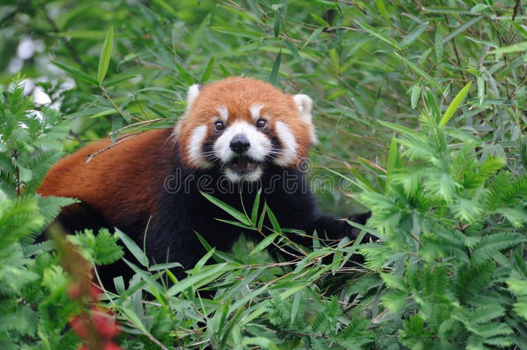 Red Panda Stand Stock Photos - Free & Royalty-Free Stock Photos from ...