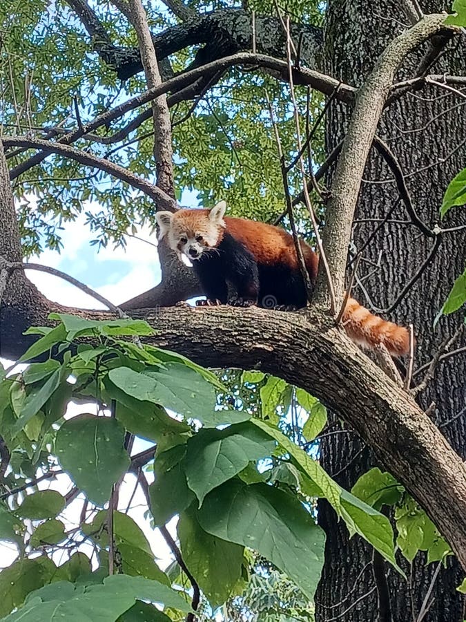 Red panda in tree stock photo. Image of trunk, bird - 254442836