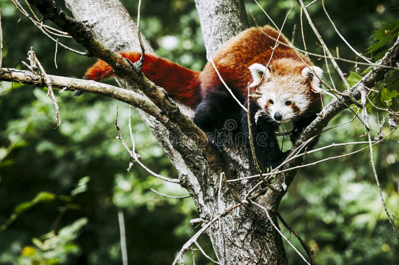 Red panda in a tree stock photo. Image of pretty, herbivorous - 196860138