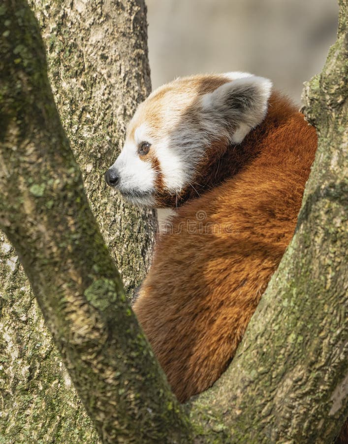 Red panda in tree posing stock photo. Image of mammal - 244914294