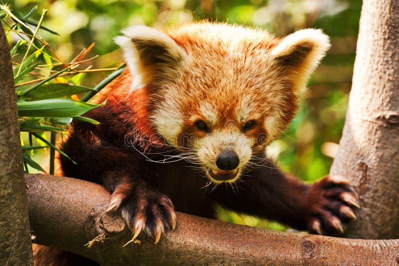 Waving Red Panda stock photo. Image of mammal, bamboo - 6661150
