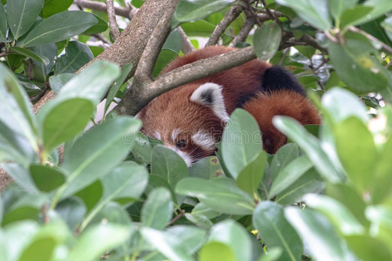 Red Panda on a tree branch stock image. Image of animal - 383159981